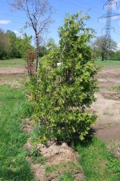 BLACK CEDAR - 8' - Shackelton Auctions Inc.