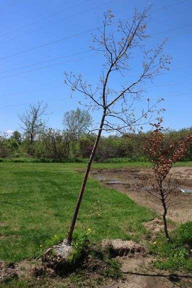 PAPERBARK MAPLE - 2" CALIPER - Shackelton Auctions Inc.