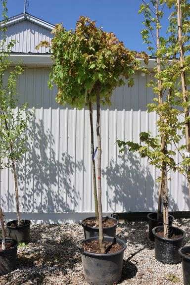 1 - GLOBE MAPLE - 16 GALLON - Shackelton Auctions Inc.