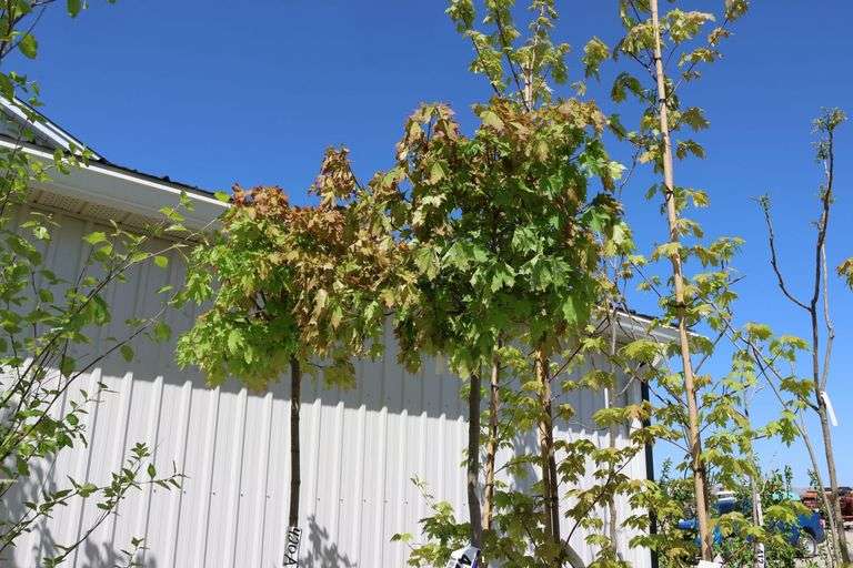 1 - GLOBE MAPLE - 16 GALLON - Shackelton Auctions Inc.