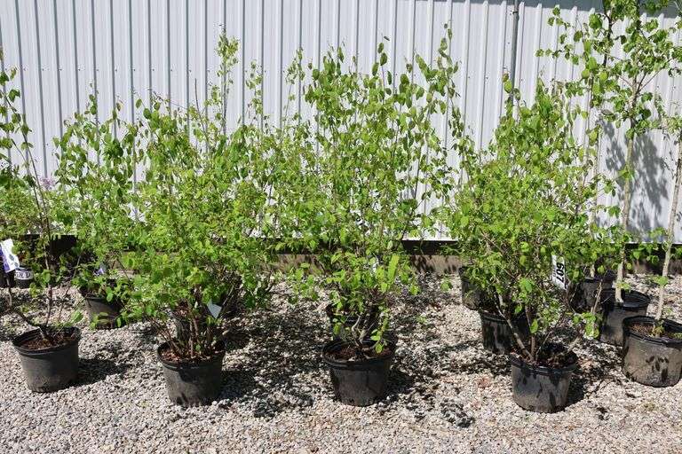 1 - DOWNY SERVICE BERRY - 5 GALLON EAST SIDE - Shackelton Auctions Inc.