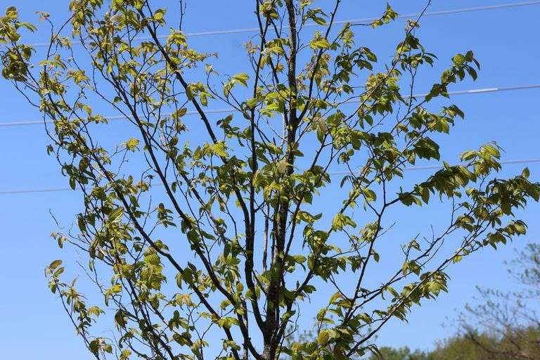 BLUE BEECH - 2" CALIPER - Shackelton Auctions Inc.