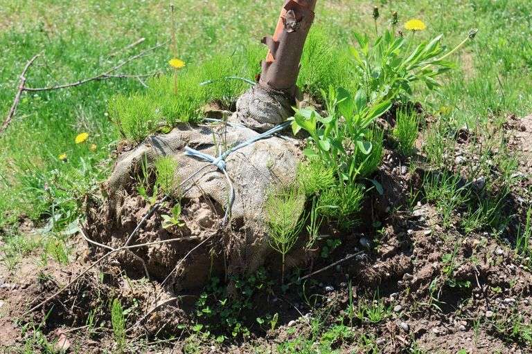 PAPERBARK MAPLE - 2" CALIPER - Shackelton Auctions Inc.