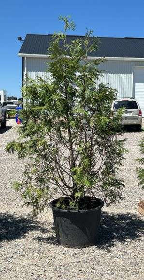 1 - BLACK CEDAR - 16 GALLON FRONT YARD - Shackelton Auctions Inc.