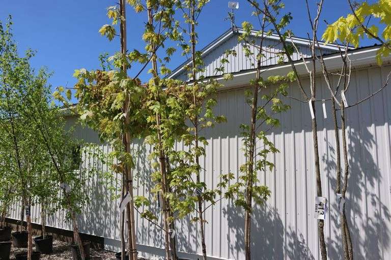 1 - AUTUMN BLAZE MAPLE - 8 GALLON - Shackelton Auctions Inc.
