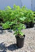 6 EVERBEARING RASPBERRY PLANTS - Shackelton Auctions Inc.