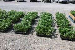 2 STRAWBERRY FLATS - Shackelton Auctions Inc.