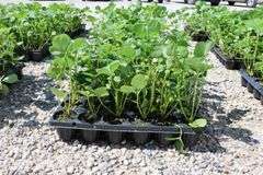 2 STRAWBERRY FLATS - Shackelton Auctions Inc.