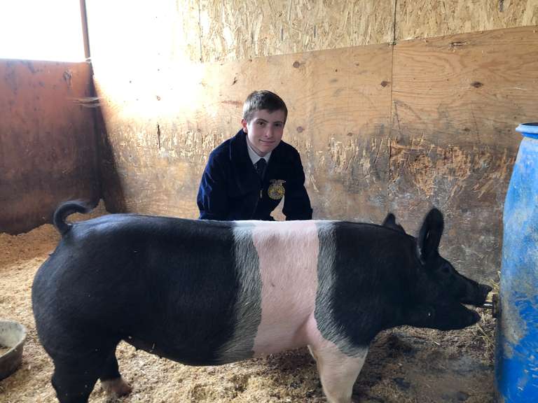 Caleb Wiggins - VIRTUAL STOCK SHOW