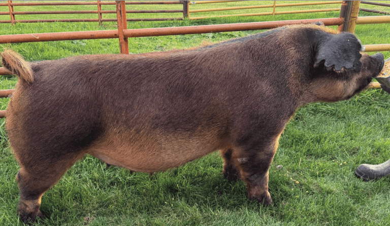 HUINKER 26-1 DUROC BRED GILT - The Wendt Group Inc.