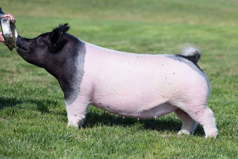 2486x Gilt - The Wendt Group Inc