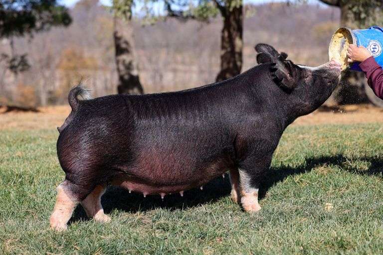 124-5G BERK BRED GILT - The Wendt Group Inc.