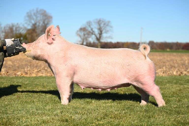 15-8 Yorkshire Bred Sow - The Wendt Group Inc.