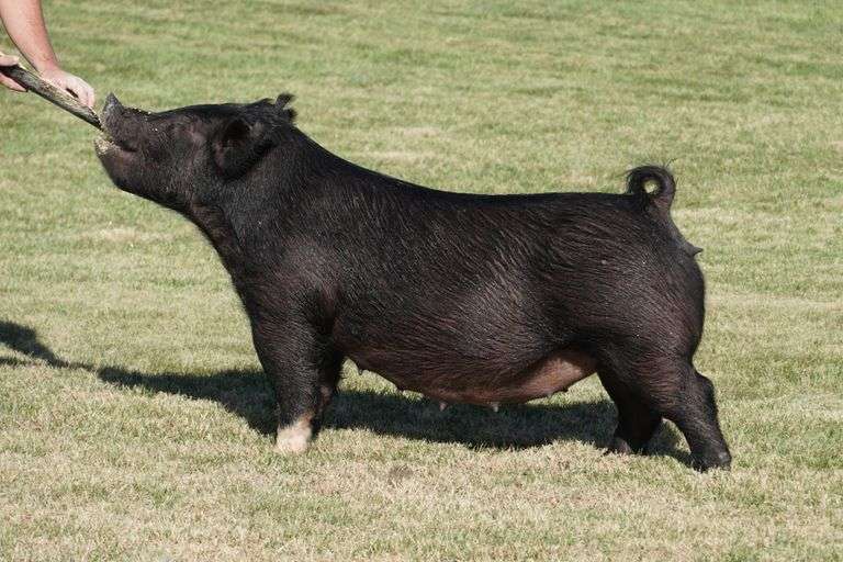 90-9 Crossbred Bred Gilt - The Wendt Group Inc