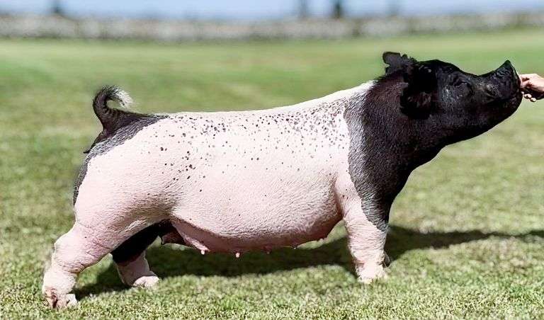 Steve Cobb & Family 477-8 Crossbred Bred Sow - The Wendt Group Inc