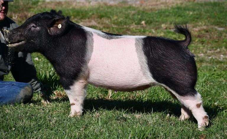 42-9 Crossbred Bred Gilt - The Wendt Group Inc