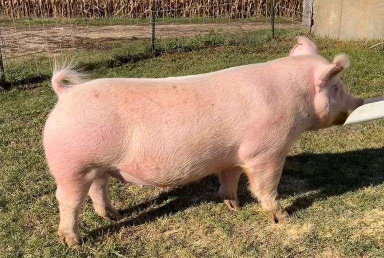 5-4 Yorkshire Bred Gilt - The Wendt Group Inc