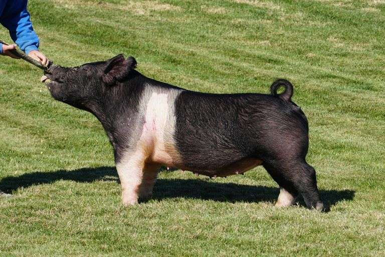 129-10 Crossbred Bred Gilt - The Wendt Group Inc.