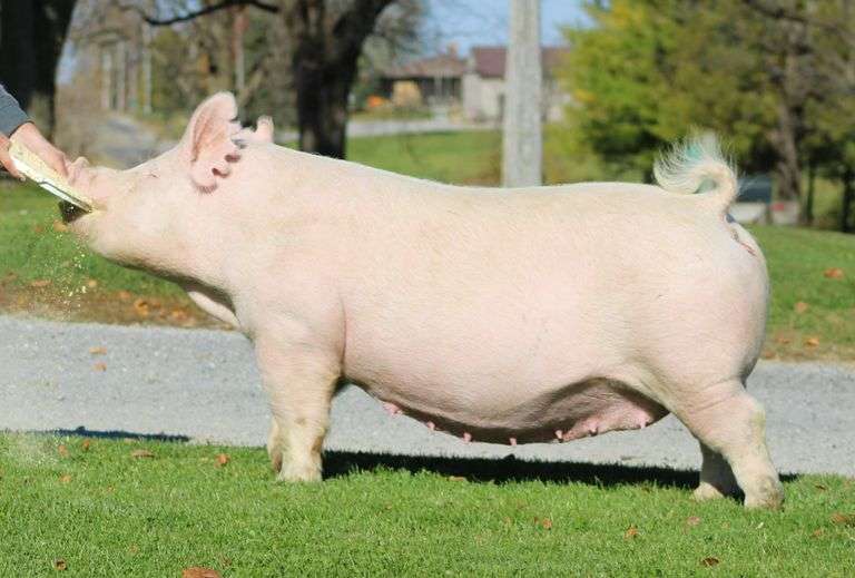 HAHN 10-8 YORKSHIRE BRED SOW - The Wendt Group Inc.