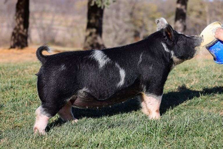 11-16G BERK BRED GILT - The Wendt Group Inc.