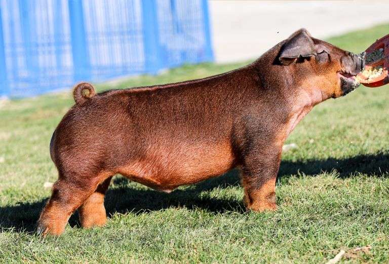 KNAUTH + OLSON ANY DUROC BOAR - The Wendt Group Inc.