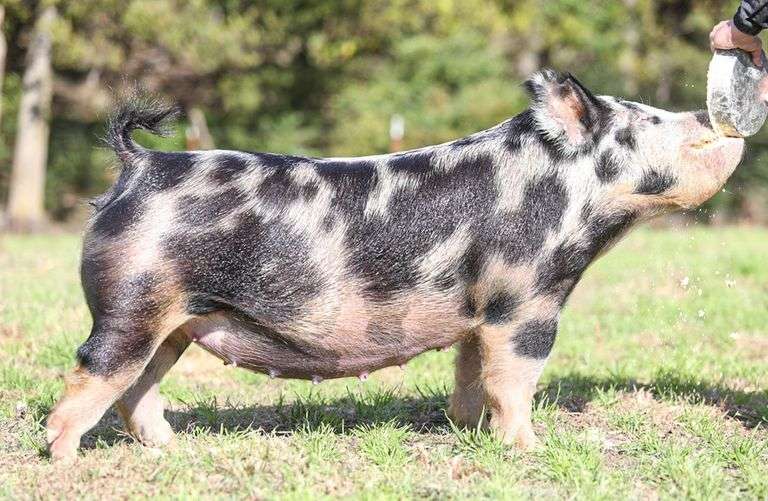 22-3 Crossbred Bred Gilt - The Wendt Group Inc