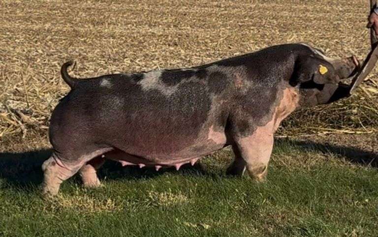 1-5 Spot Bred Female - The Wendt Group Inc.