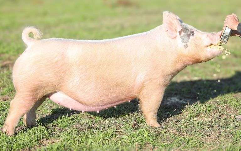 37-5 Crossbred Bred Gilt - The Wendt Group Inc