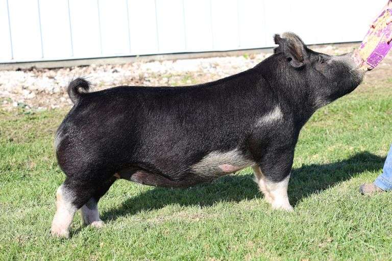 4-3 Berkshire Bred Gilt - The Wendt Group Inc