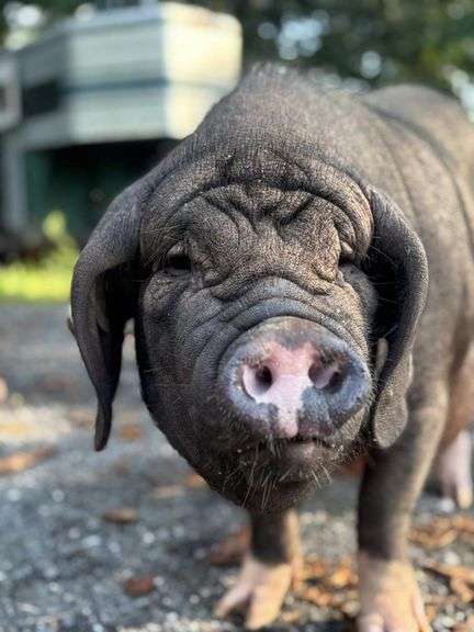 Rittle AMBA Meishan Gilt - The Wendt Group Inc