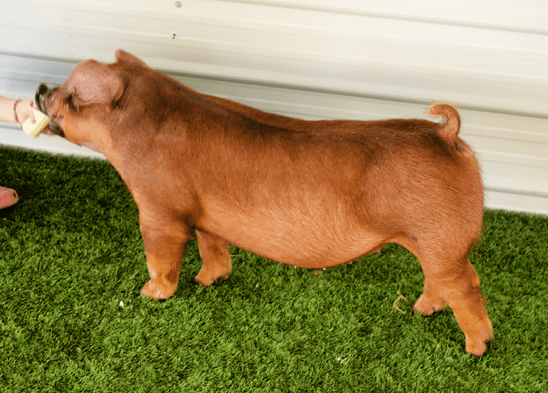 97-6 Duroc Gilt - The Wendt Group Inc.