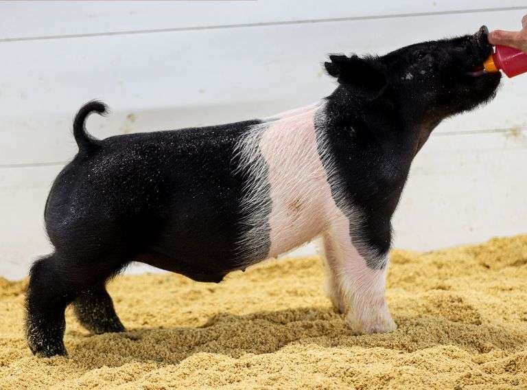 Knauth 138-4 Crossbred Boar - The Wendt Group Inc.