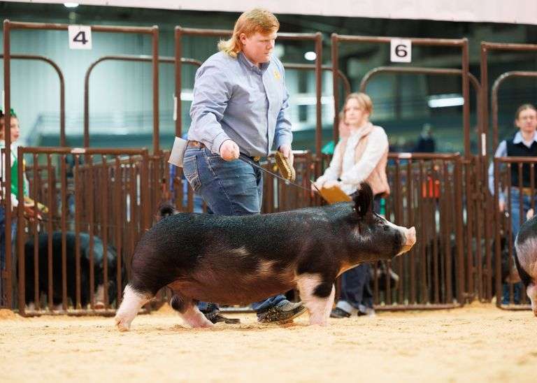 Gadson Slick Jervis 8-3. Berkshire Bred Sow - The Wendt Group Inc