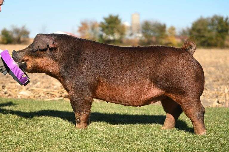 16-5 Duroc Bred Gilt - The Wendt Group Inc
