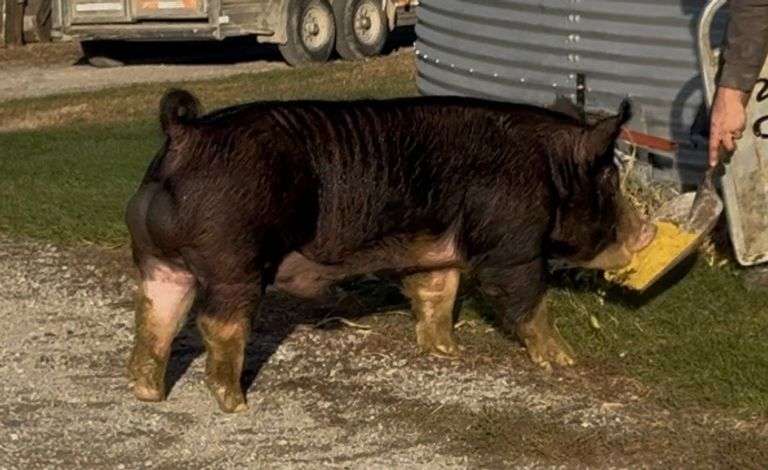 43-1 Berkshire Boar - The Wendt Group Inc.