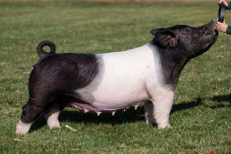 1-8 Crossbred Bred Female - The Wendt Group Inc