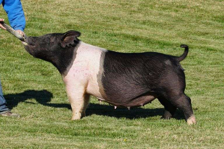 133-8 Crossbred Bred Gilt - The Wendt Group Inc