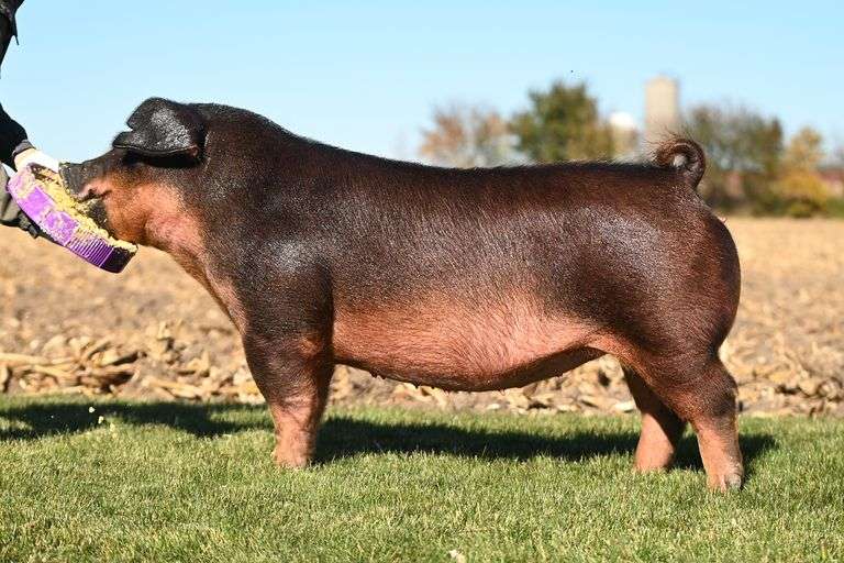 11-9 Duroc Gilt - The Wendt Group Inc