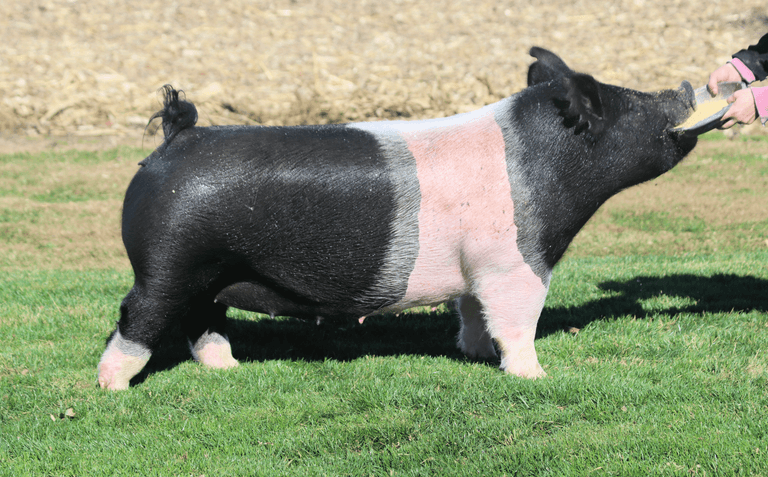 89-4 Crossbred Bred Gilt - The Wendt Group Inc