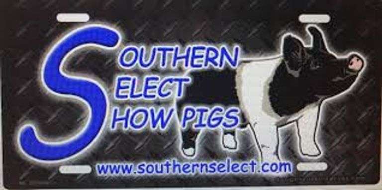 Southern Select Show Pigs - The Wendt Group Inc.