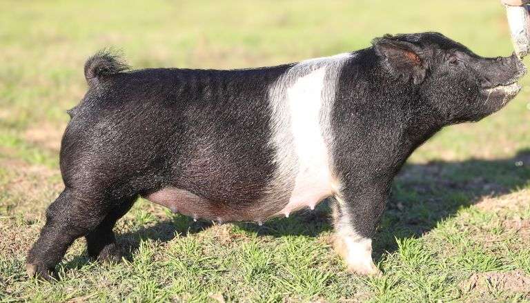 5-9 Crossbred Bred Gilt - The Wendt Group Inc