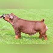 16-5 Duroc Bred Gilt - The Wendt Group Inc