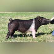 32-9 Crossbred Bred Gilt - The Wendt Group Inc