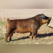Duroc bred Duroc 229-9 Duroc Bred Female - The Wendt Group Inc.
