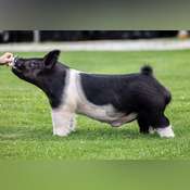 42-9 Crossbred Bred Gilt - The Wendt Group Inc