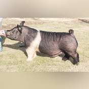 Bryan and Rich Lessen 3-3. Hampshire Bred Gilt - The Wendt Group Inc