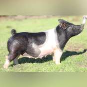 50-7 Crossbred Bred Gilt - The Wendt Group Inc