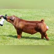 Taylor & Kristen Farrer 15-7 Duroc Bred Gilt - The Wendt Group Inc