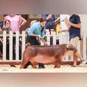 Beyers Farms - Pick of Beyers Lease Gilts Duroc Gilt - The Wendt Group Inc