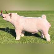 49-8 Crossbred Bred Gilt - The Wendt Group Inc